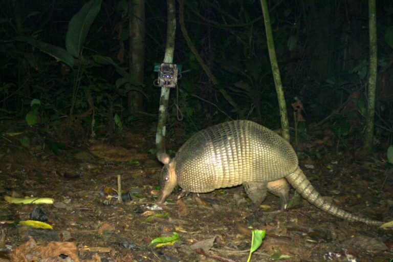 Cientistas capturam mais de 150 mil fotos de animais na Amazônia; veja