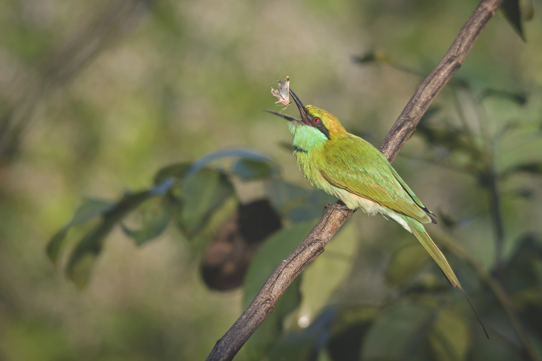 Concurso de fotografia de natureza internacional tem inscrições abertas