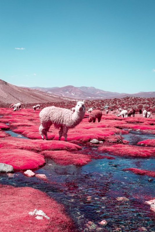Veja o mundo cor-de-rosa retratado pela fotografia infravermelha