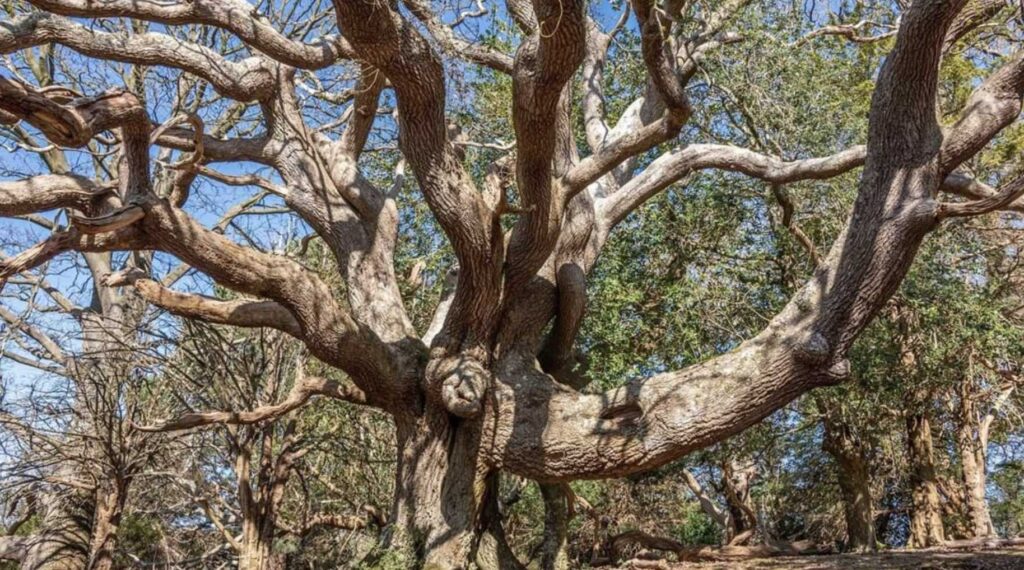 Conheça as candidatas ao título de Árvore do Ano no Reino Unido ...