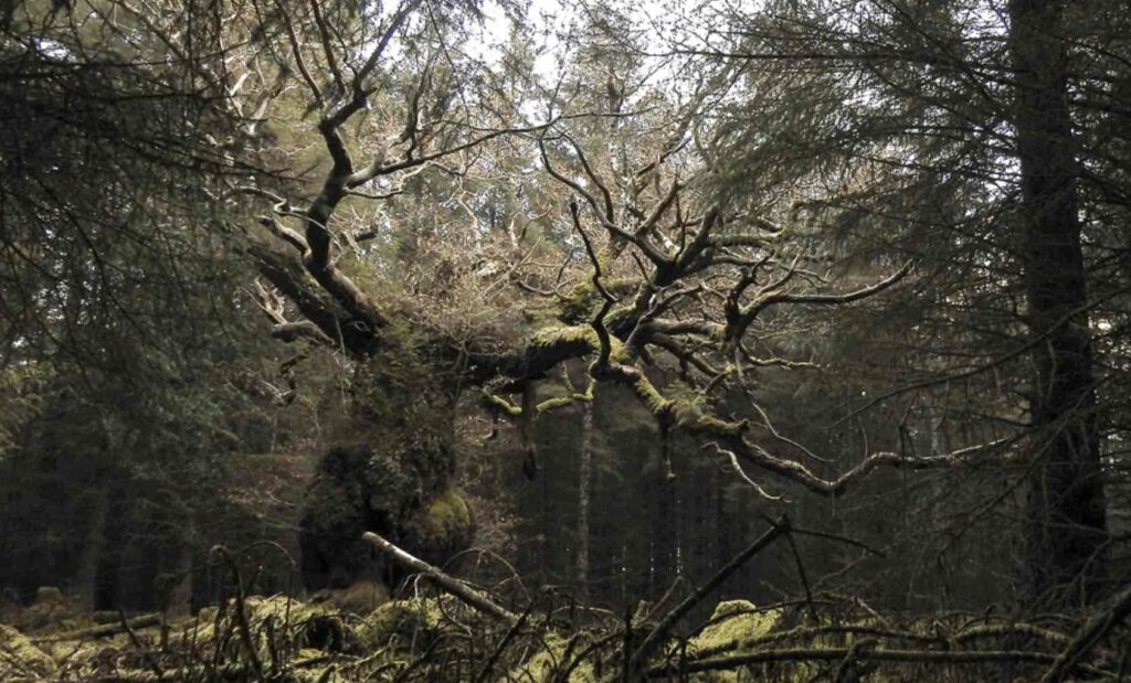 Conheça as candidatas ao título de Árvore do Ano no Reino Unido ...